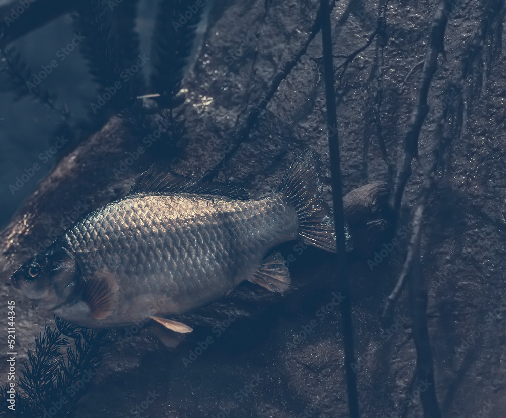 Freshwater fish crucian carp (Carassius gibelio) is looking for food in ...