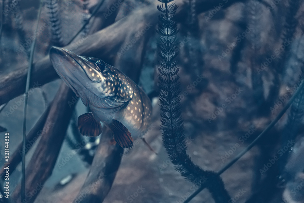 Freshwater fish pike (Esox lucius) hides in driftwood waiting for prey ...