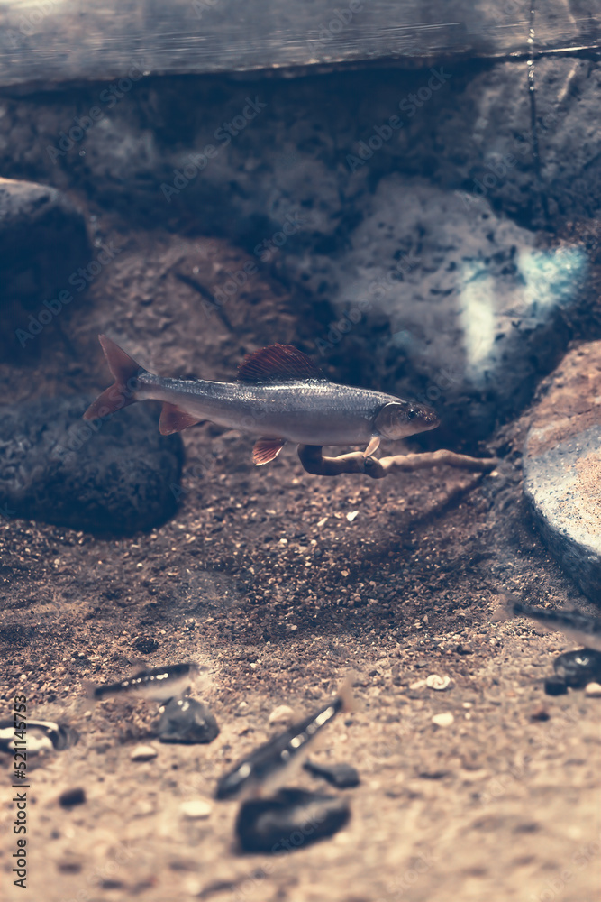 Freshwater grayling fish (Thymallus thymallus) in a fast clean river ...