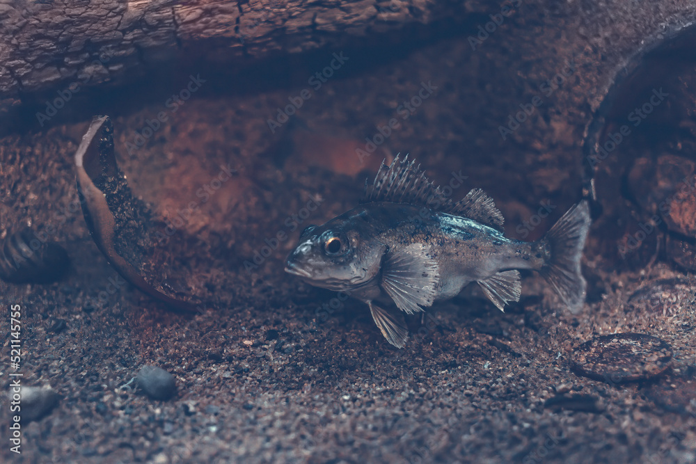 Freshwater ruff fish (Gymnocephalus cernuus) in the river. Underwater ...