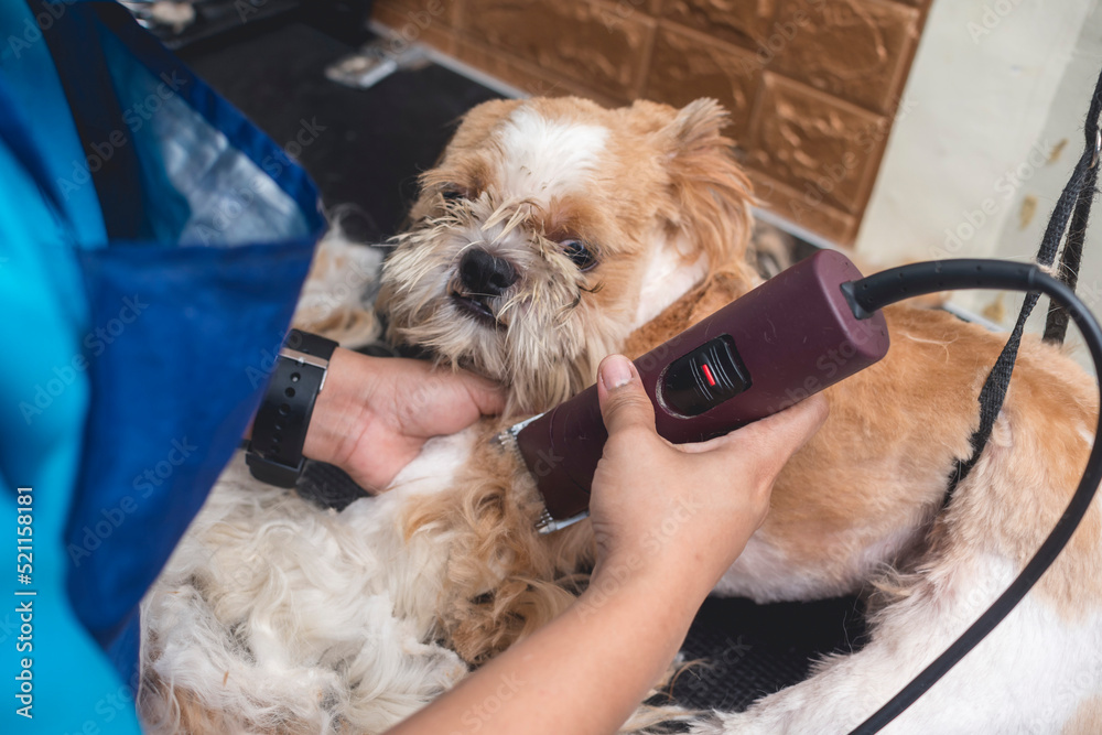 A dog groomer shaves the legs of an anxious shih tzu dog showing signs ... A dog groomer shaves the legs of an anxious shih tzu dog showing signs ...