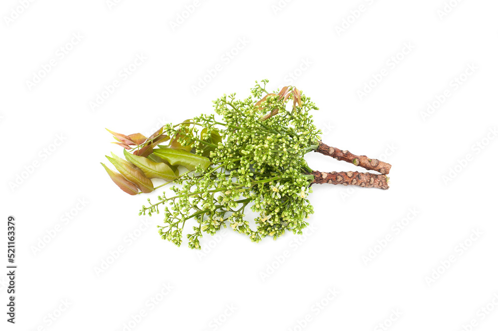 Azadirachta indica isolated on white background.Siamese neem tree, Nim ...