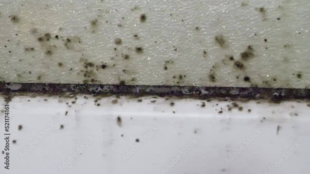 Black mold on windows and doors inside the house. Moistured mildew ...