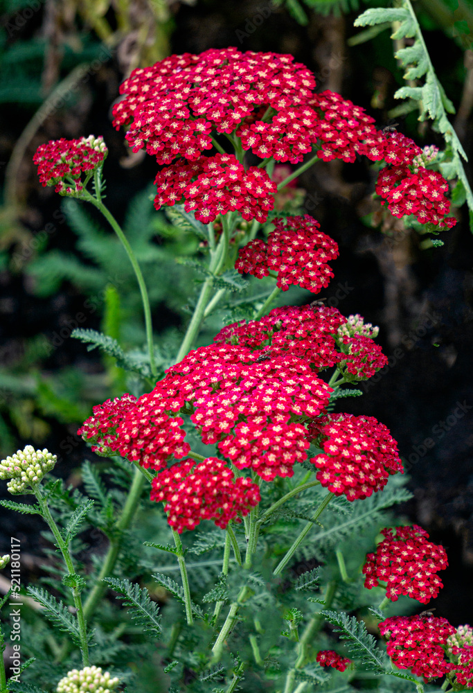 Medicinal plant yarrow with red flowers in a flower bed. Stock Photo ...