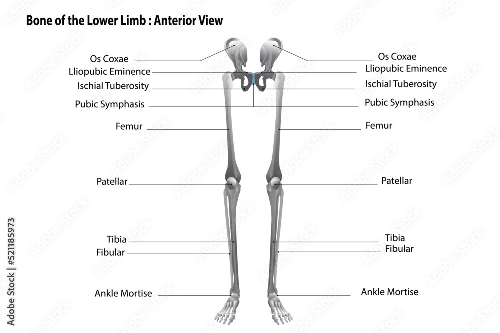 Bones Of The Lower Limb With The Name And Description Of All Sites bones-of-the-lower-limb-with-the-name-and-description-of-all-sites