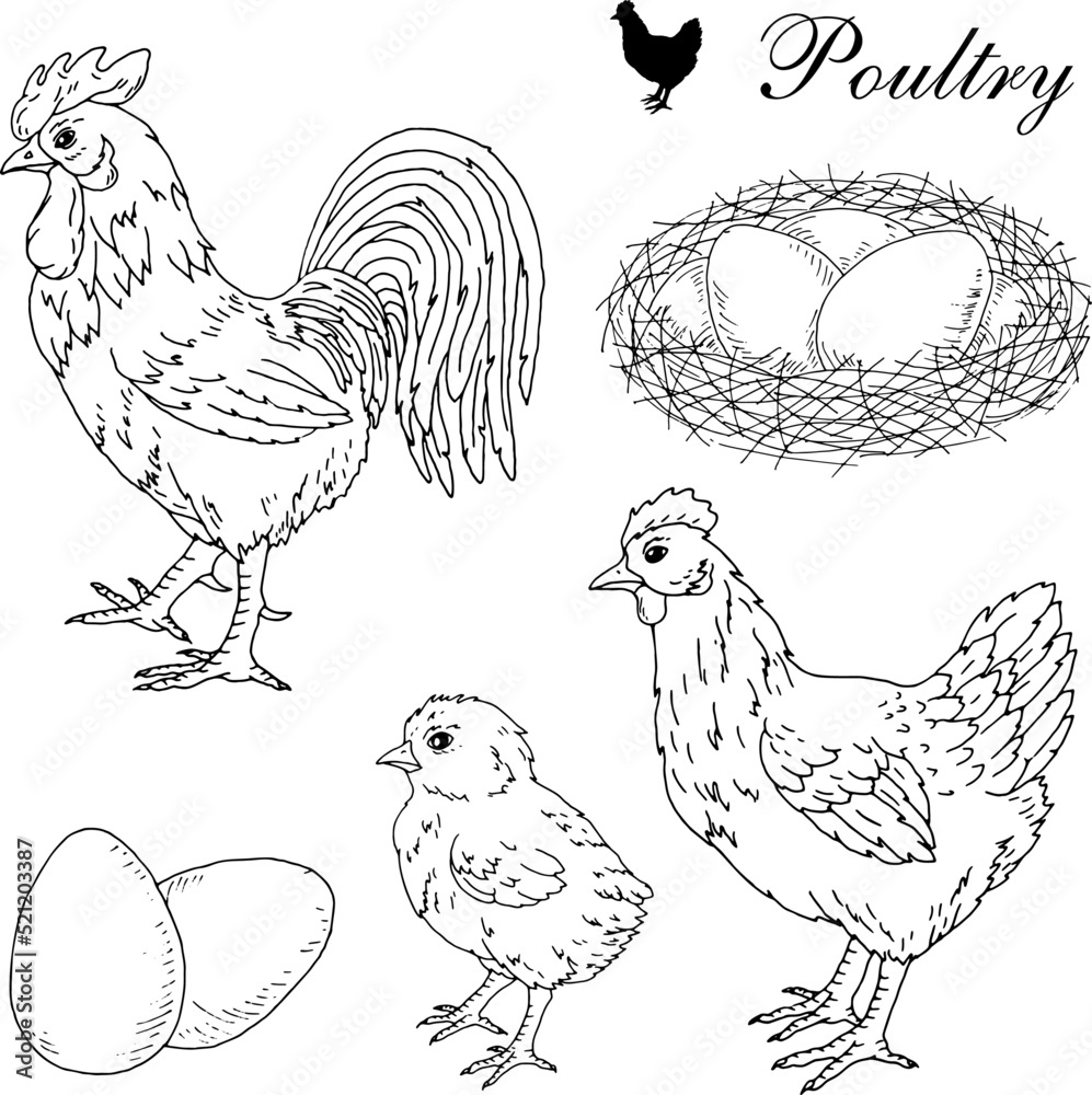 Poultry farm. Rooster, hen, chick, eggs and nest. Hand drawn line art ...