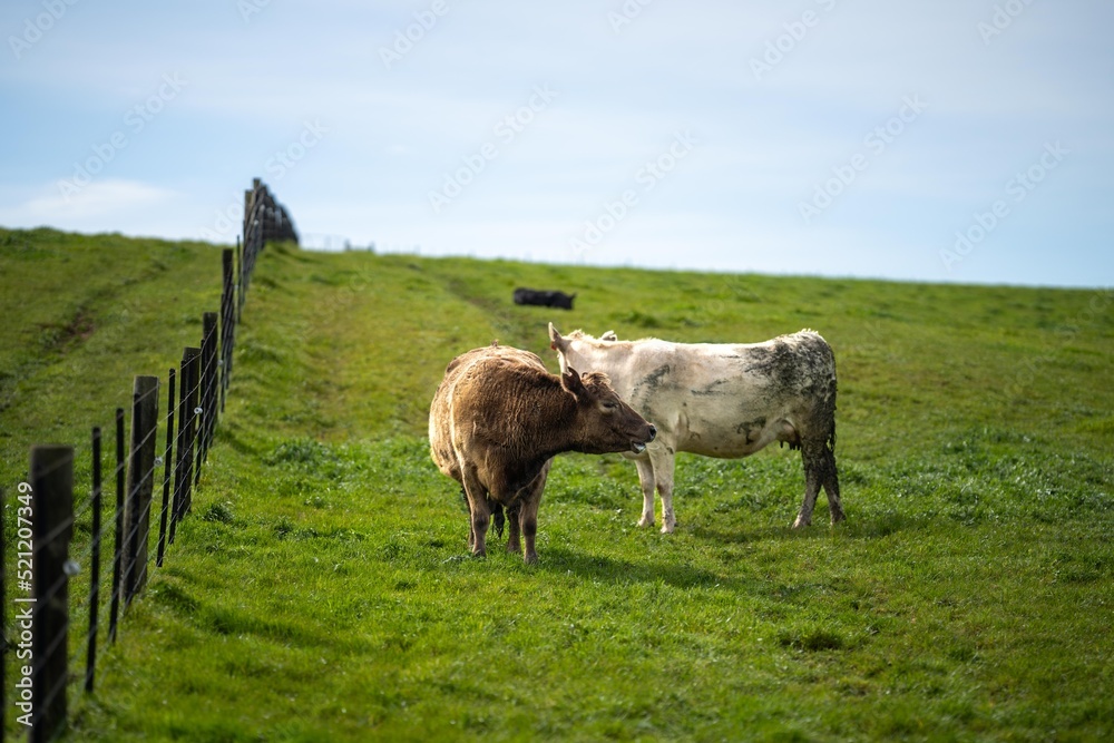 sustainable agriculture cow farm in a field, beef cows in a field. livestock herd grazing on ...