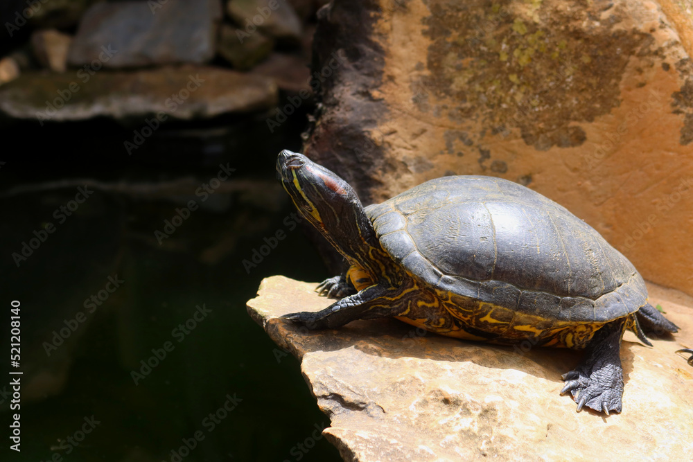 Turtle on the edge of a cliff. A turtle sitting on a rock Stock Photo | Adobe Stock