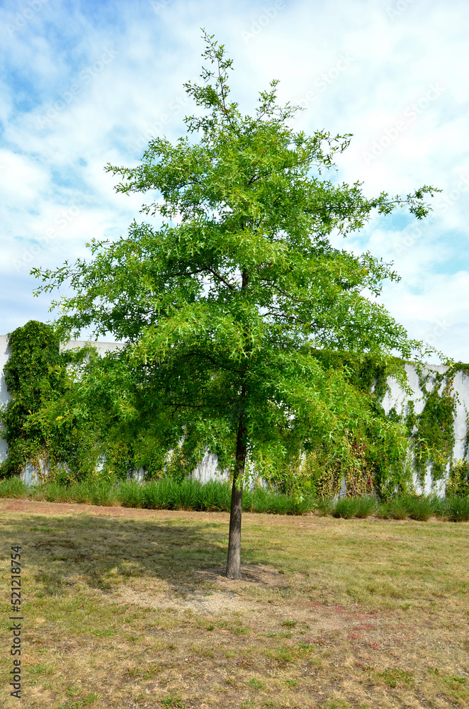 Mud oak is one of our domesticated woody plants. You will meet them ...