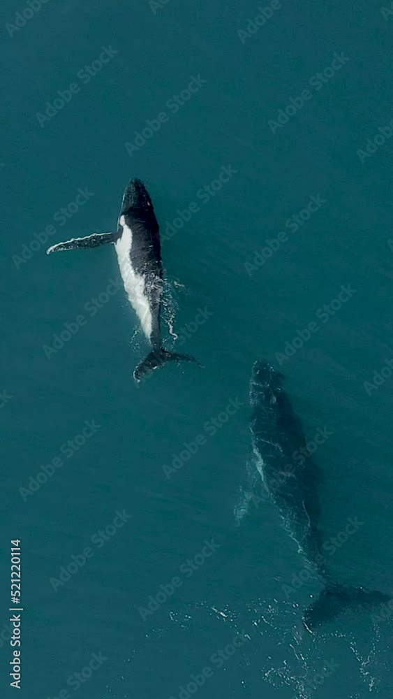 Vertical top view of orcas swimming in the ocean Stock Video | Adobe Stock