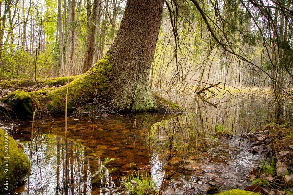 Beautiful forest scenery of a large tree growing from beside a small ...
