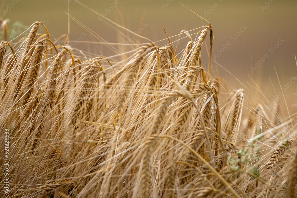 Weizen CloseUp , Ernte , Getreide fertig zum ernten, Goldene Weizen ...