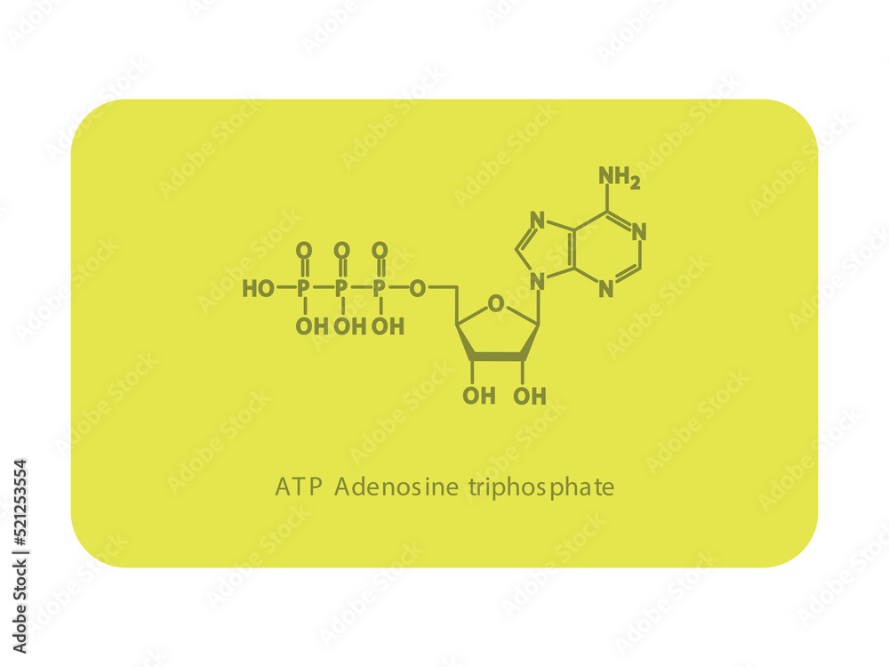 ATP Adenosine triphosphate Nucleoside molecular structure diagram on white background. DNA and ...