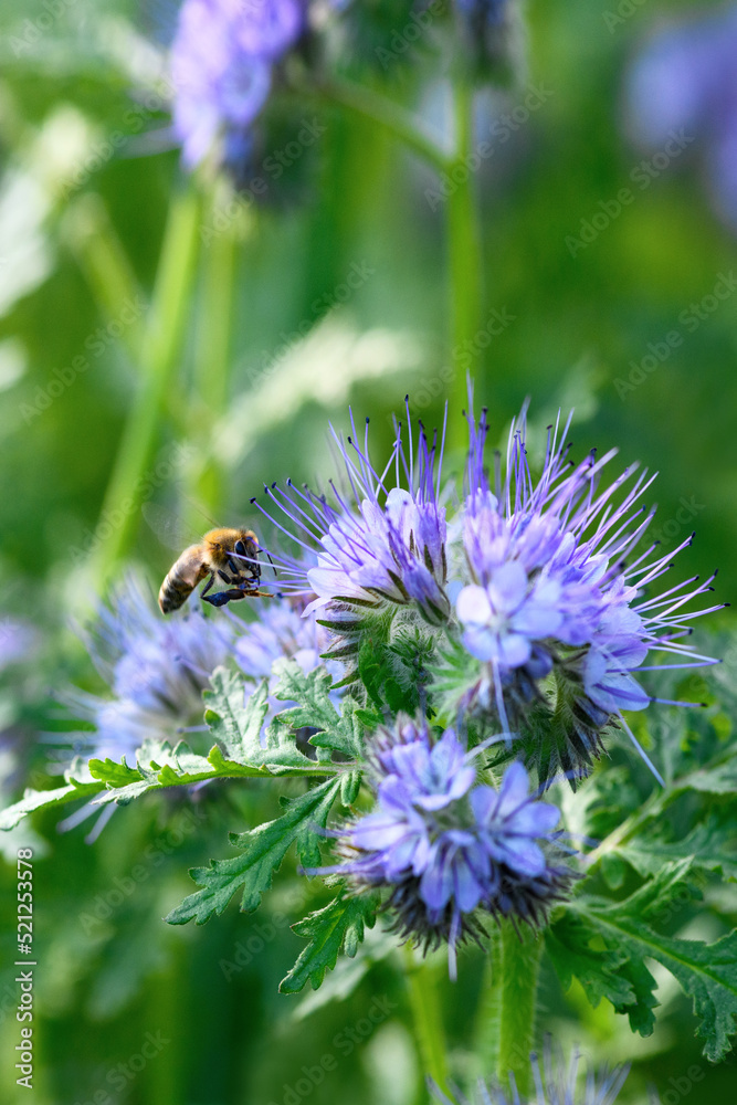 Bee and flower phacelia. Flying bee collecting pollen from phacelia ...