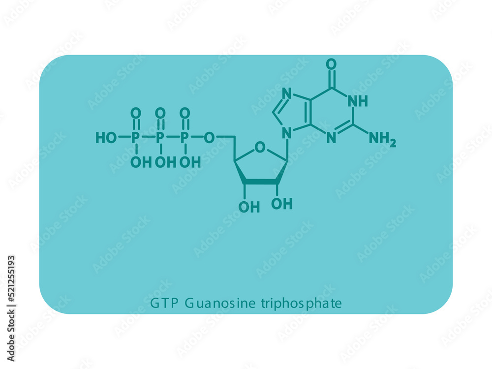GTP Guanosine triphosphate Nucleoside molecular structure diagram on ...