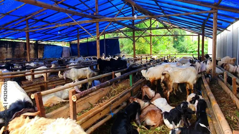 Sheep ,domba or lamb in animal markets to prepare sacrifices on Eid al ...