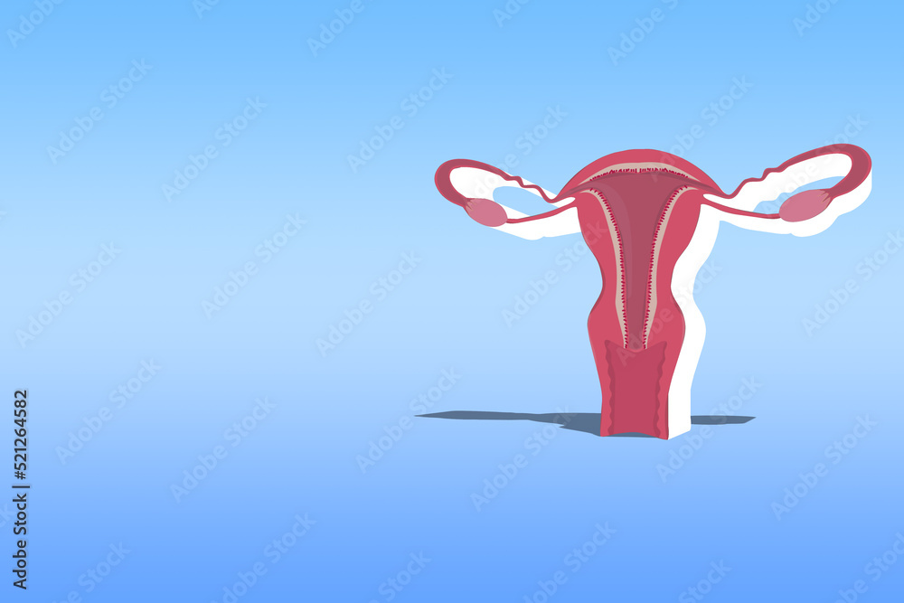 Women uterus with uterine wall, uterine cavity and vagina on blue ...