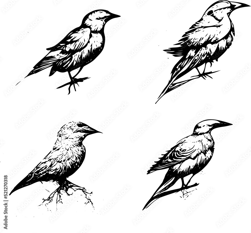 Silhouette of bird, Sketch drawing of sparrow, Line art illustration of ...