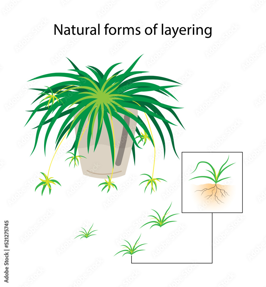 illustration of biology and agriculture, Natural forms of layering ...