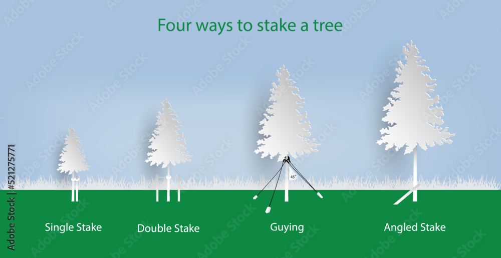 illustration of landscape and gardening, Staking at planting, How to ...