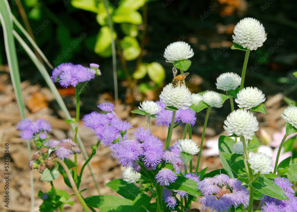 On a summer day, a Western European Honey Bee, Apis mellifera, collects ...