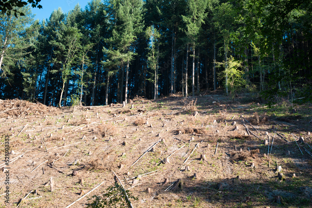 Forest in Germany, cut down trees, dried out ground after heat wave in ...