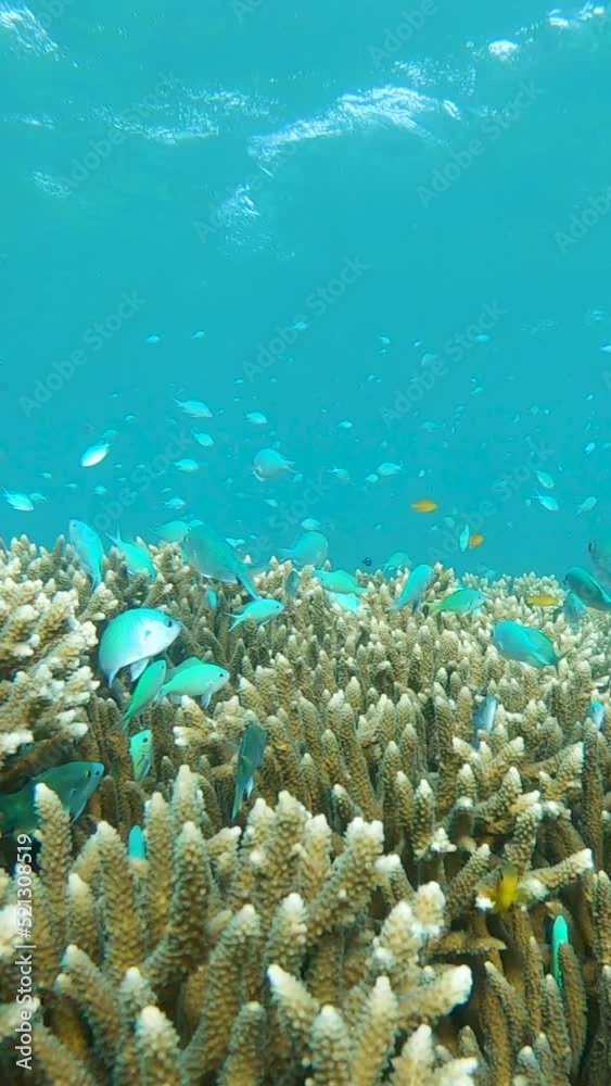 Vertical footage of the sea or ocean bottom with creatures of marine ...