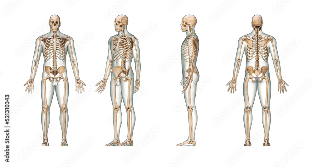 Accurate human skeletal system with adult male skeleton and body on ...