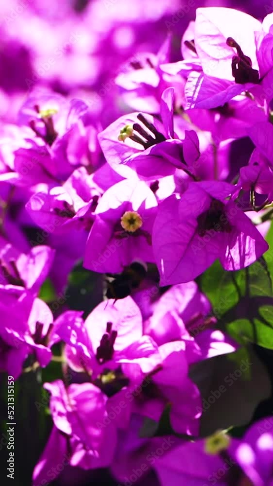 Vertical footage of beautiful Bougainvillea flowers Stock Video | Adobe ...