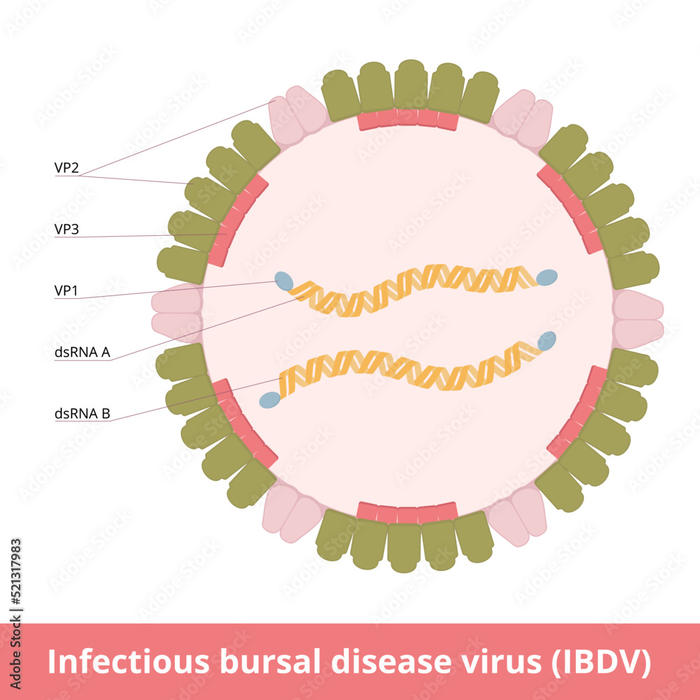 Infectious bursal disease virus (IBDV). Highly contagious disease of young chickens and turkeys ...