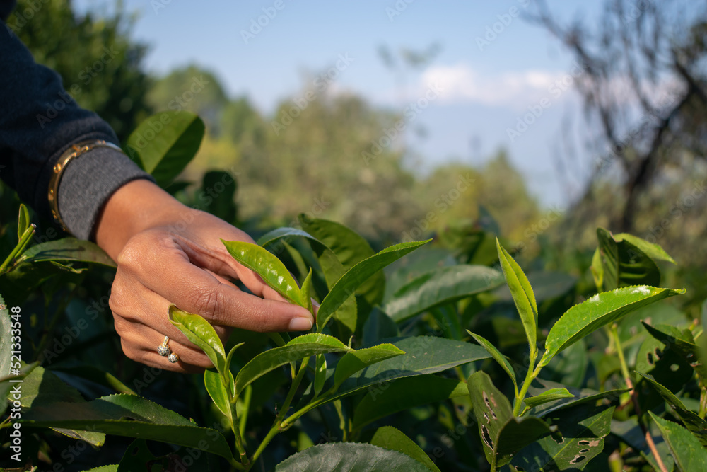 Hand of a woman plucking tea leaves from the farm. Gardening, herb ...