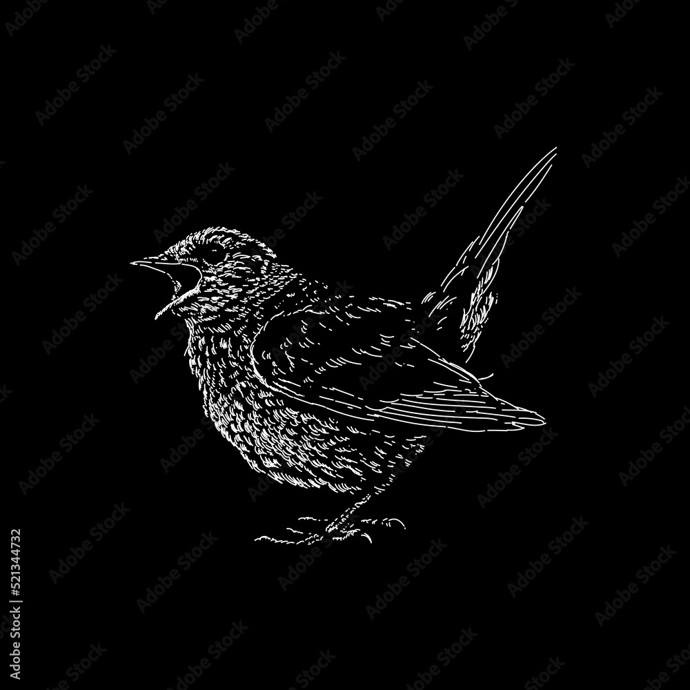 Nightingale hand drawing vector illustration isolated on black ...