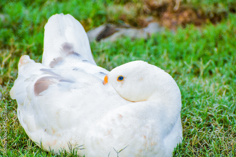 White Chinese Goose also known as Swan Goose (Anser cygnoides ...