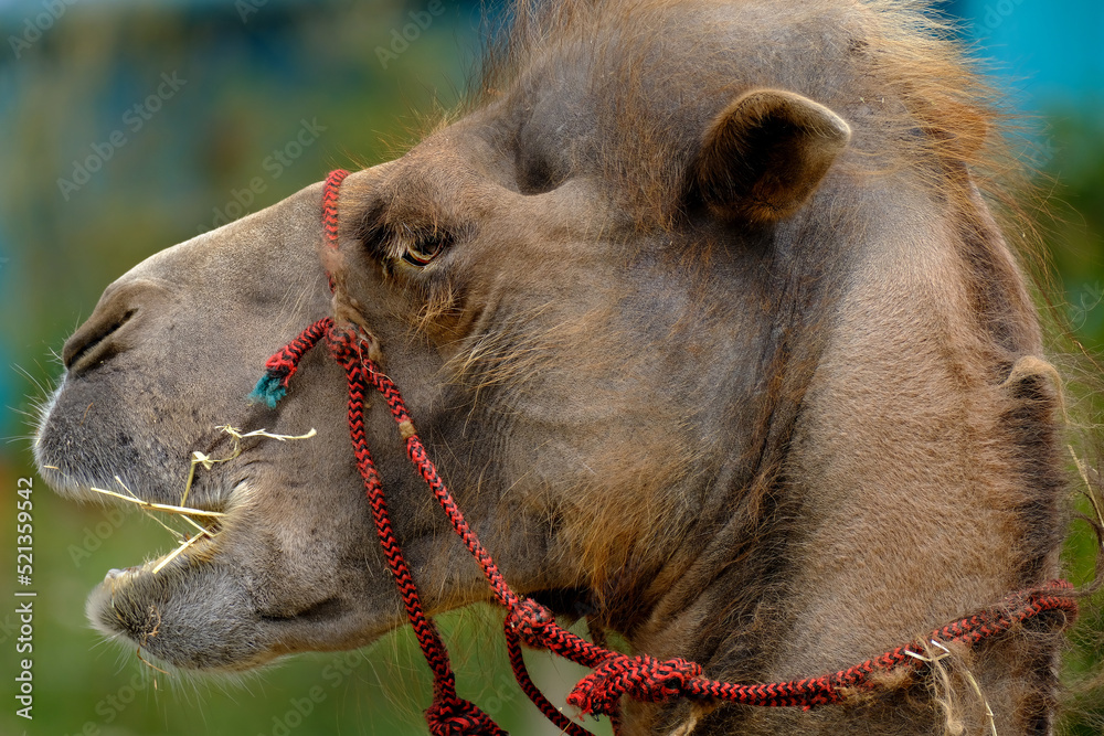 A camel is an even-toed ungulate in the genus Camelus that bears ...