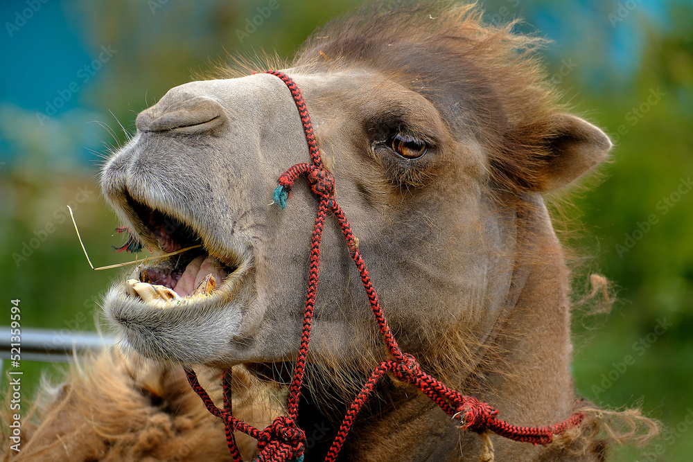 Foto de A camel is an even-toed ungulate in the genus Camelus that ...