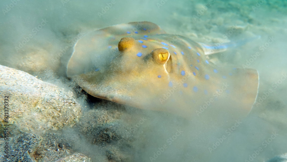 Taeniura lymma, Stingrays - Batoidea Stingray Family, Spotted Stingrays ...