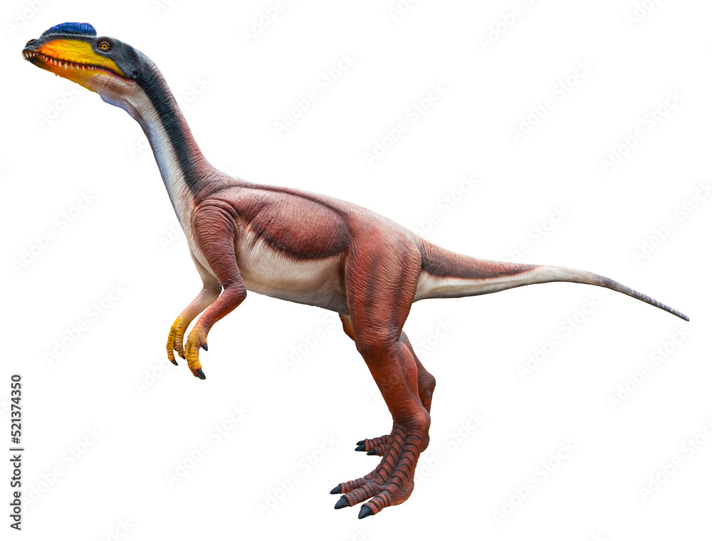 Poster Syntarsus Kayentakatae is a carnivorous species of coelophysid ...