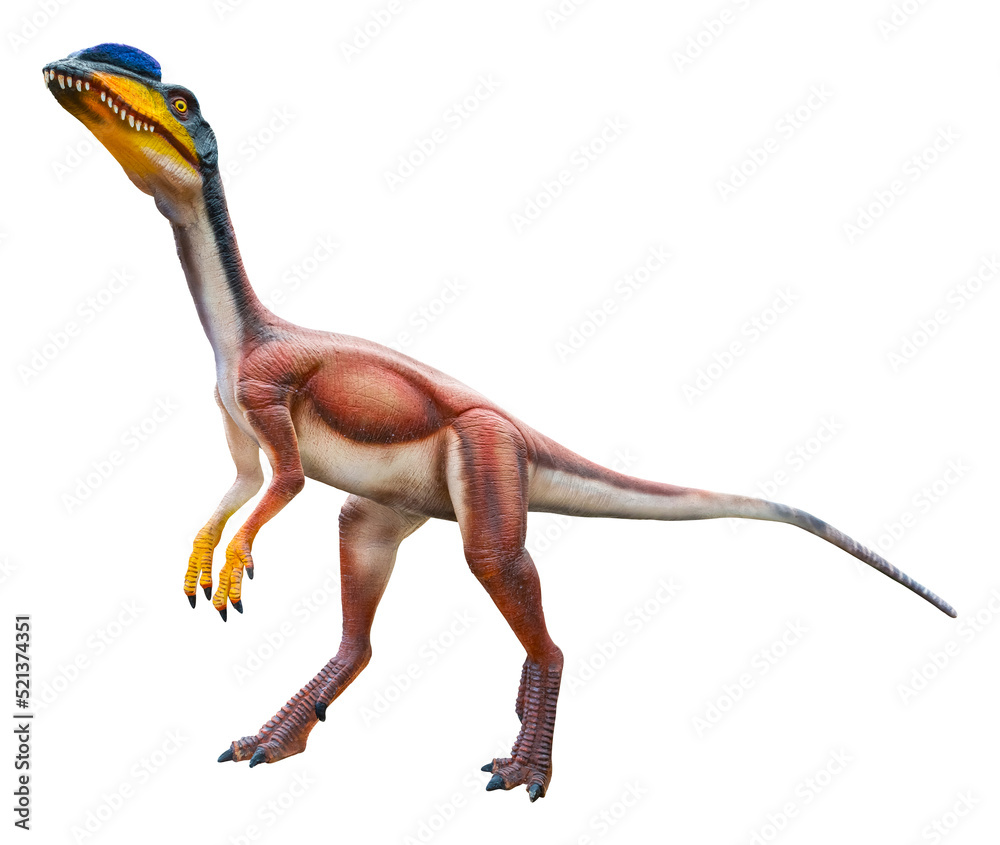 Syntarsus Kayentakatae is a carnivorous species of coelophysid dinosaur ...