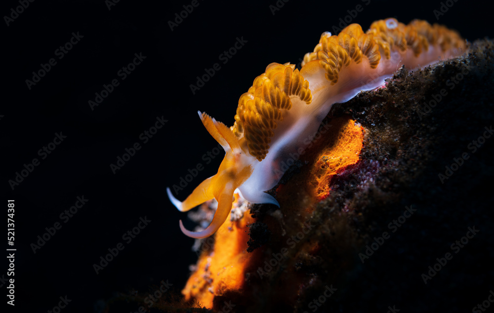 Flabellina is a genus of sea slugs, specifically aeolid nudibranchs ...
