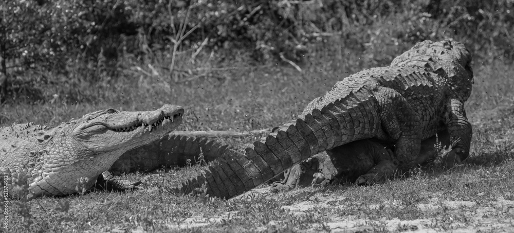 B&w crocodile; crocodiles in the wild; Black and white crocodiles ...