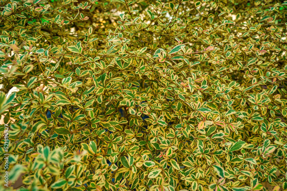 Terminalia neotaliala, the Madagascar almond tree, is a mid-sized tree ...