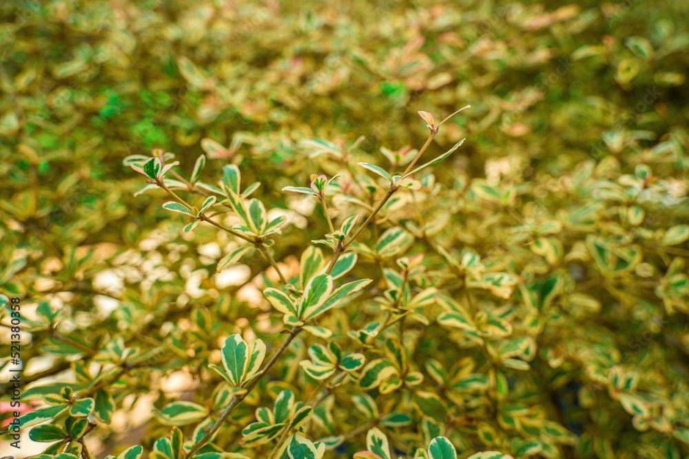 Terminalia neotaliala, the Madagascar almond tree, is a mid-sized tree ...
