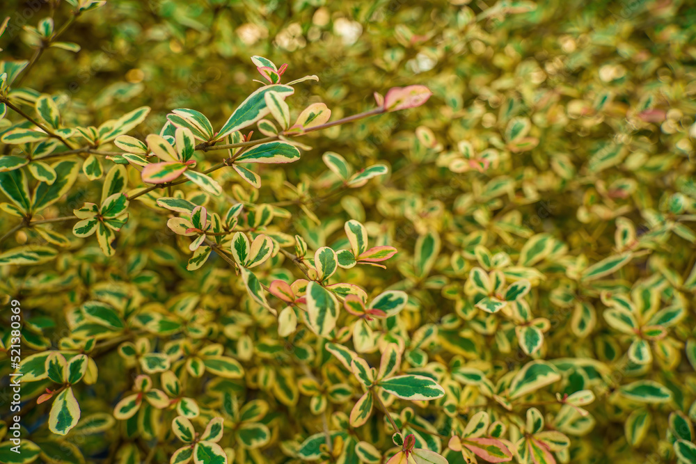 Terminalia neotaliala, the Madagascar almond tree, is a mid-sized tree ...