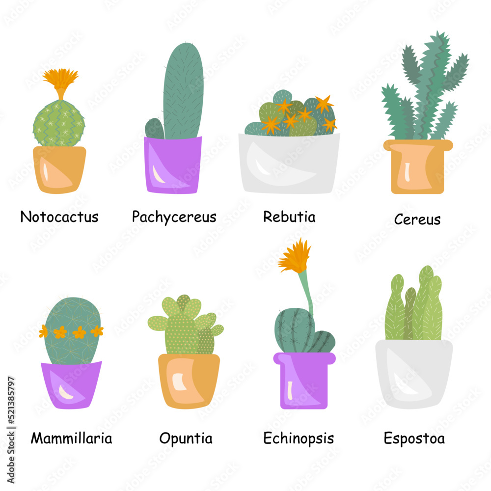 Vector set of cacti. Indoor cactus in flat style. Cute green cactus in ...