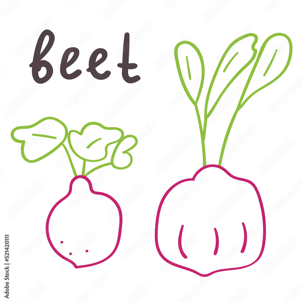 Beet. Outline vector hand drawn icons on white background. Stock Vector ...