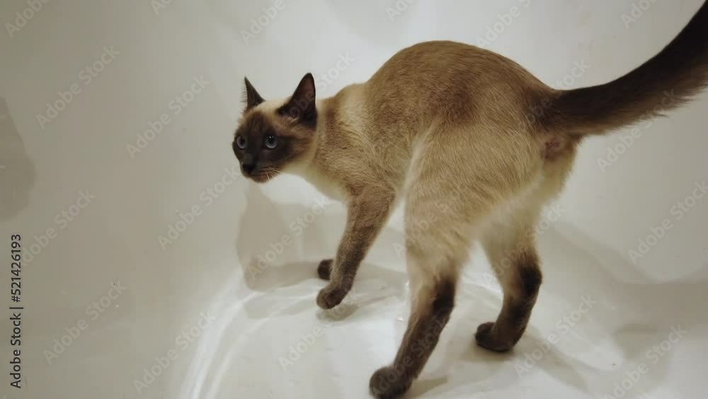 Toilet cat in the bath. The cat peeing, pooping and raking in the ...