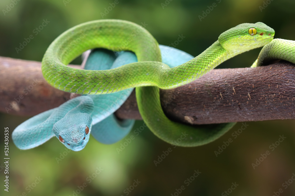 Viper snake family, viperidae family, high venomous snake, beautifull ...