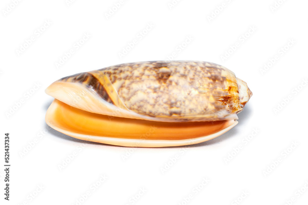 Image of cone snail shells or Cone shell on a white background ...