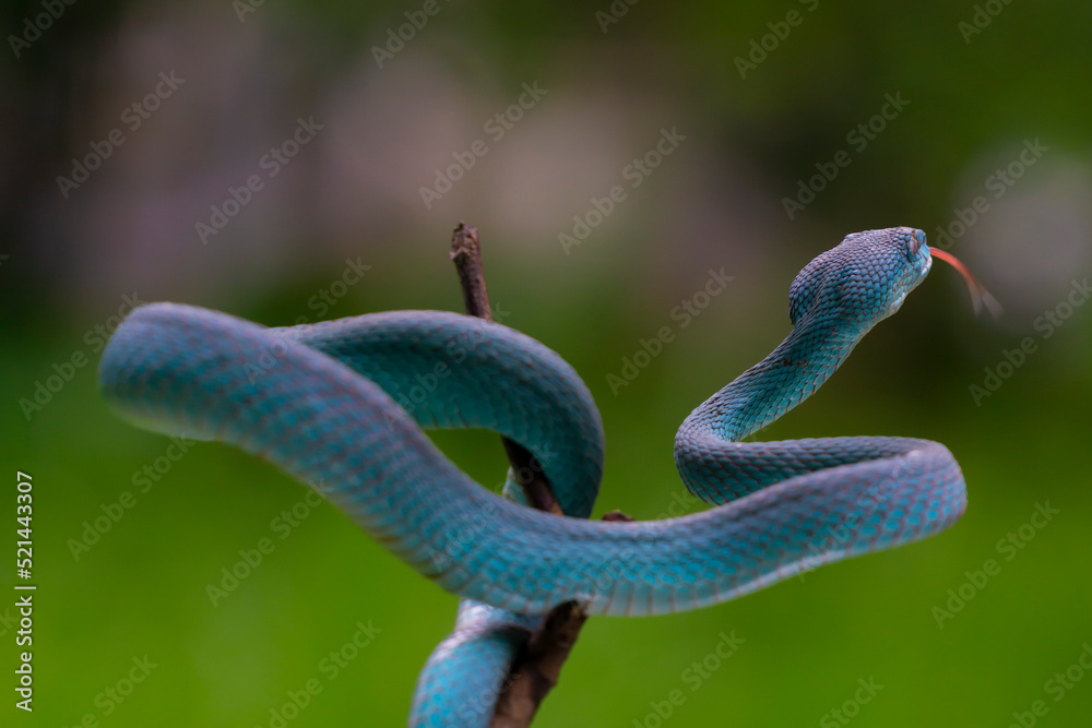 Trimeresurus insularis (Indonesian pit viper, Lesser Sunda Islands pit ...