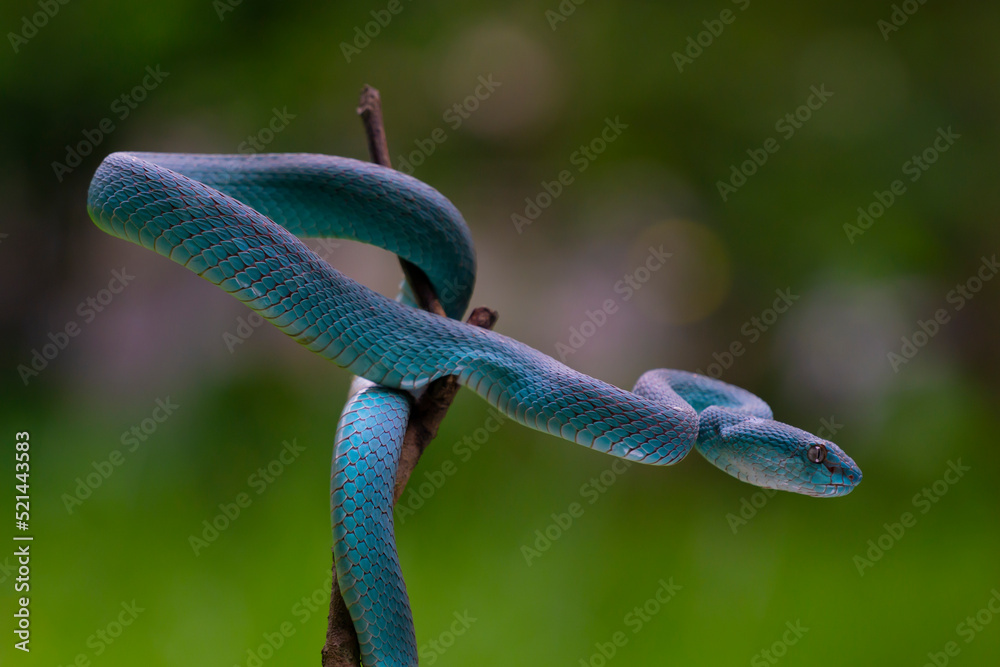 Trimeresurus insularis (Indonesian pit viper, Lesser Sunda Islands pit ...